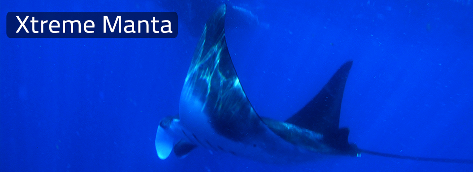 Xtreme Manta :: Cancun Xtreme Trip